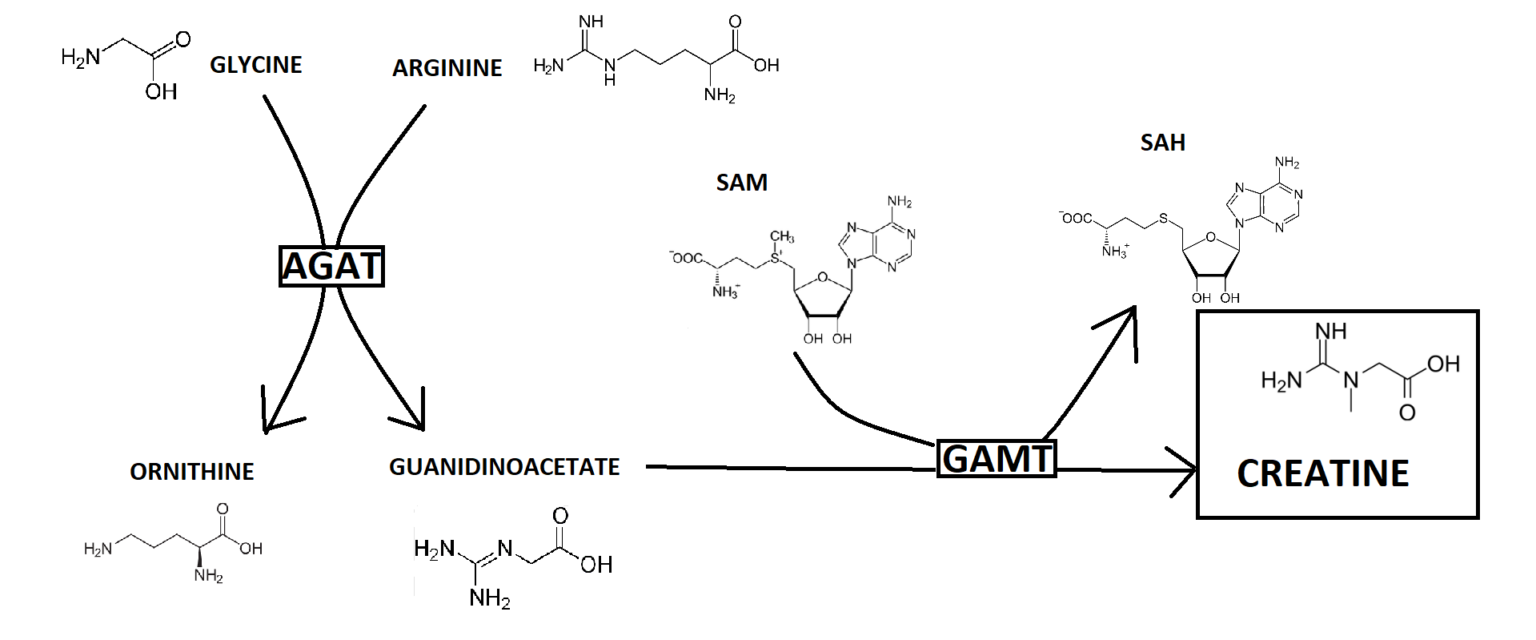 Biochemical Properties and Potential Benefits of Creatine as a Dietary ...